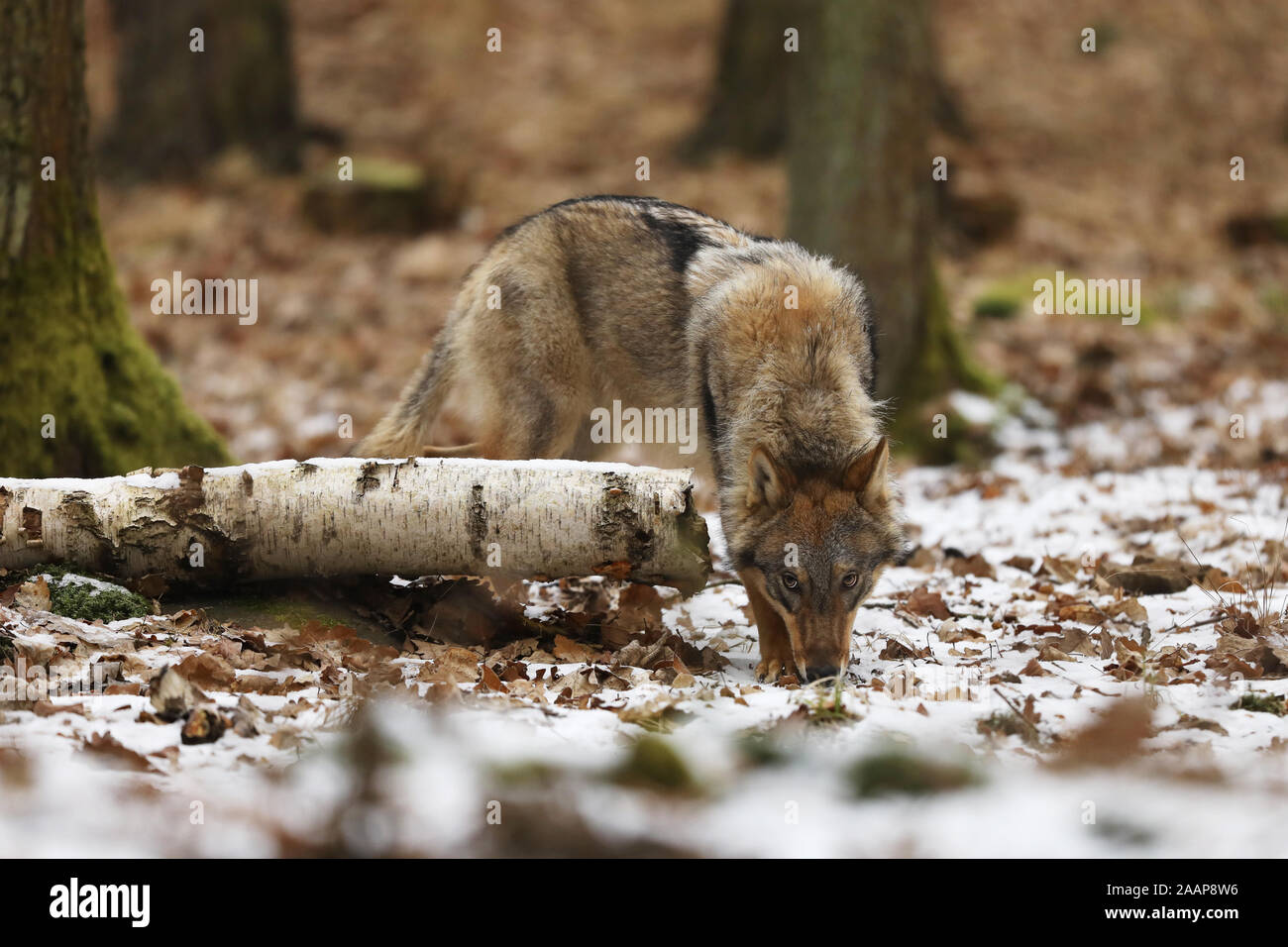 Canis lupus wolf hi-res stock photography and images - Alamy