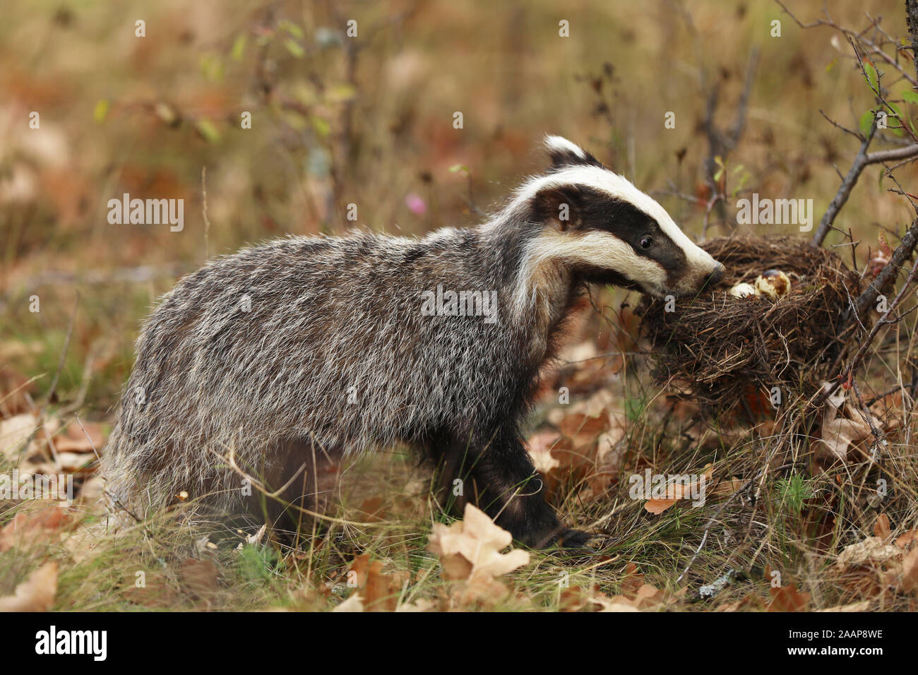 Badger near forest, animal nature habitat, Germany, Europe. Wildlife ...