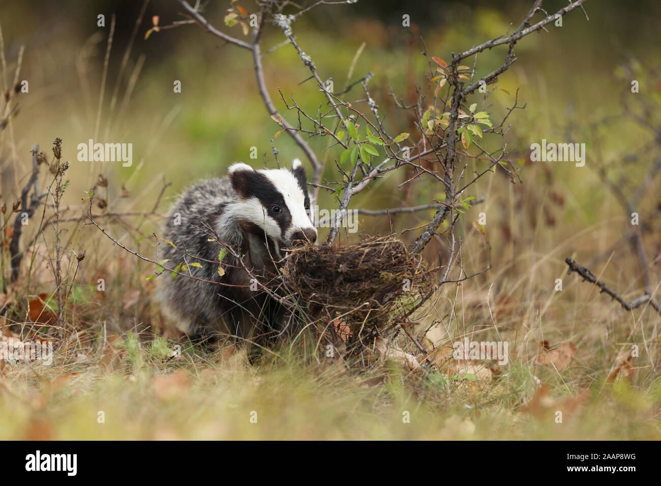 Badger in edge of forest, animal in nature habitat, Europe. Wild Badger ...