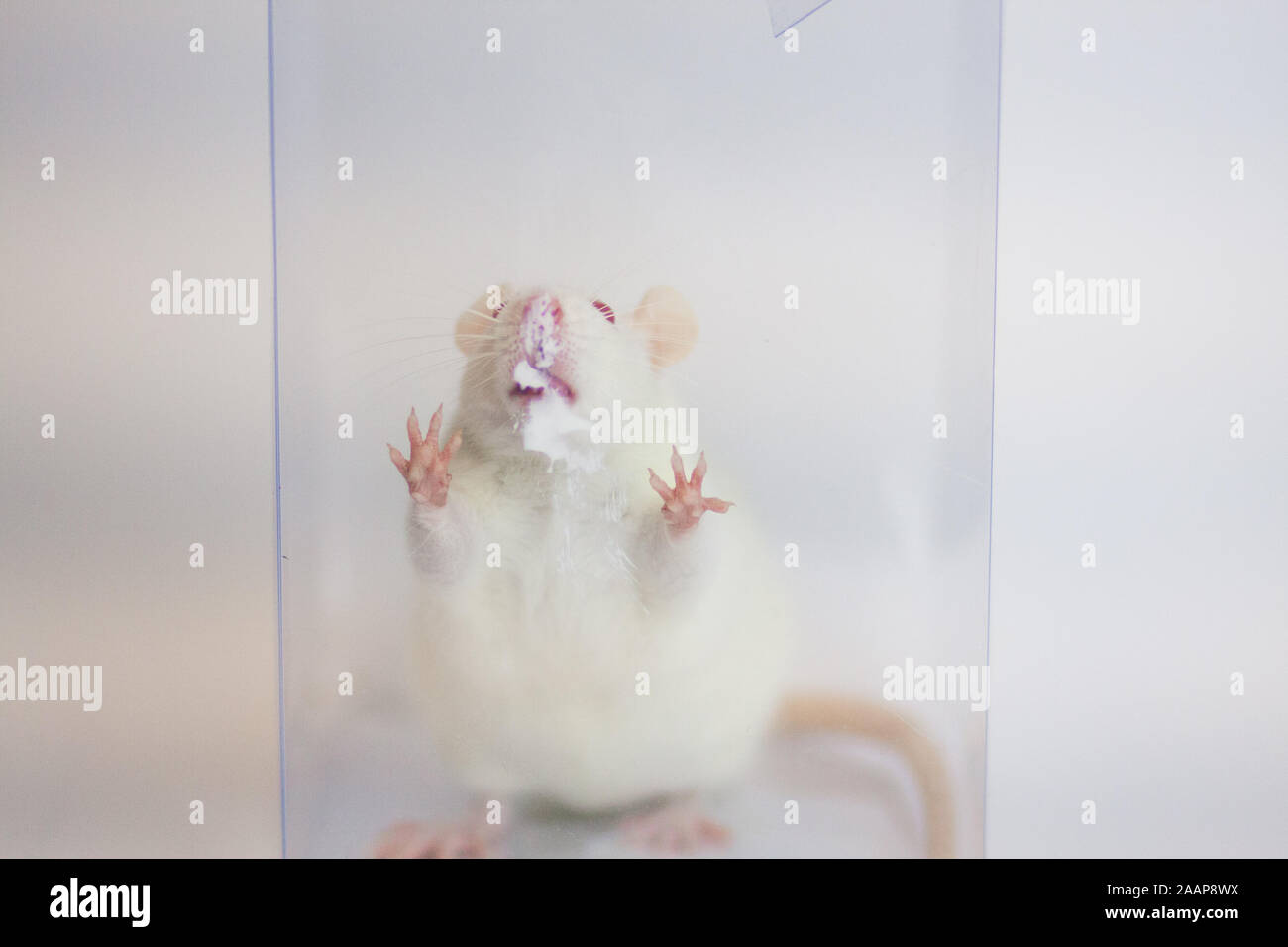 Prison drugs test hi-res stock photography and images - Alamy