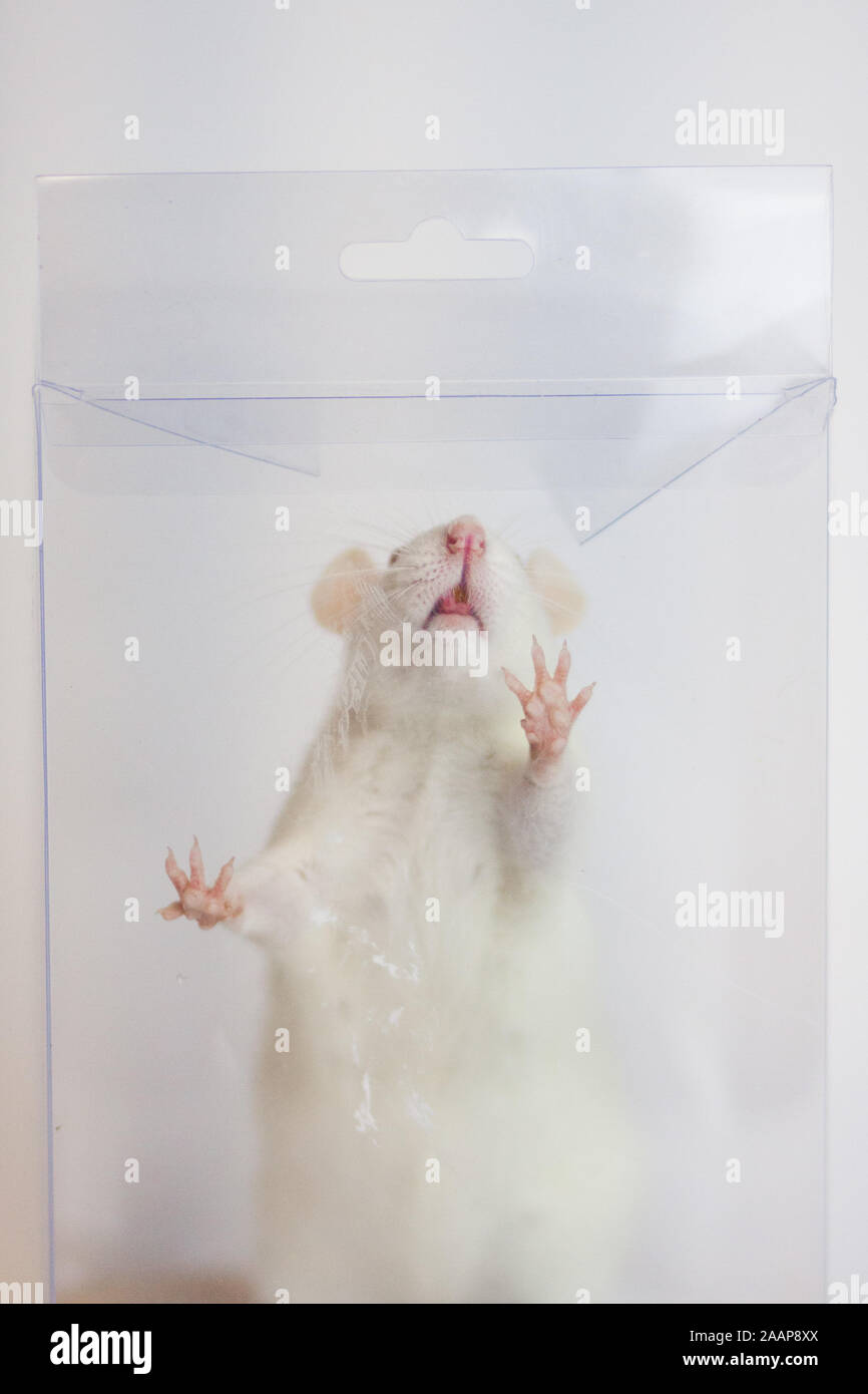 The rat is white. The box is transparent. Experiments and ...