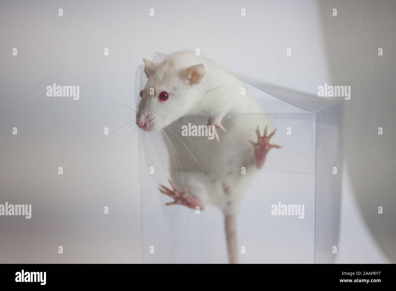 The rat is white. The box is transparent. Experiments and ...