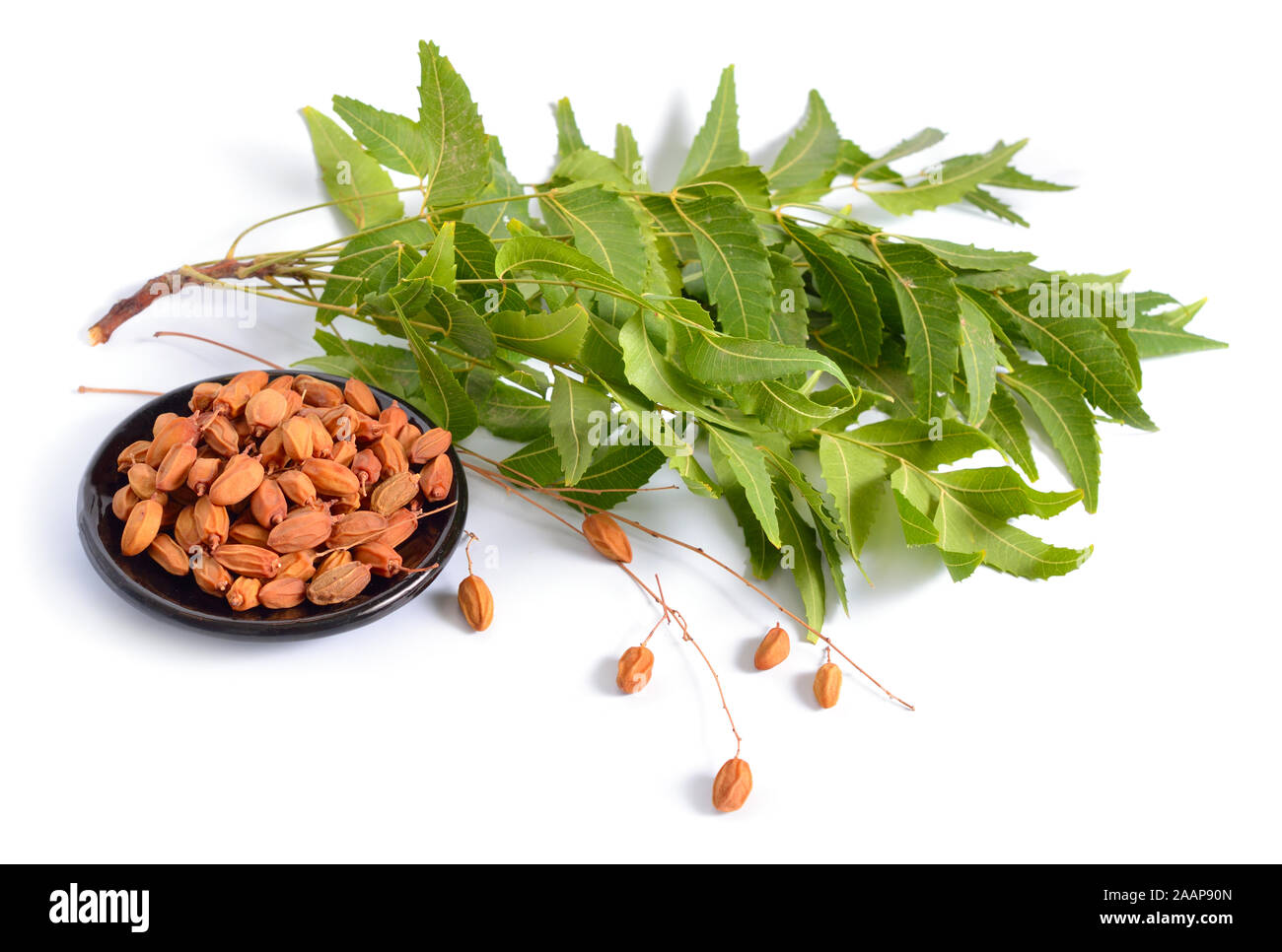 Azadirachta indica, commonly known as neem, nimtree or Indian lilac ...
