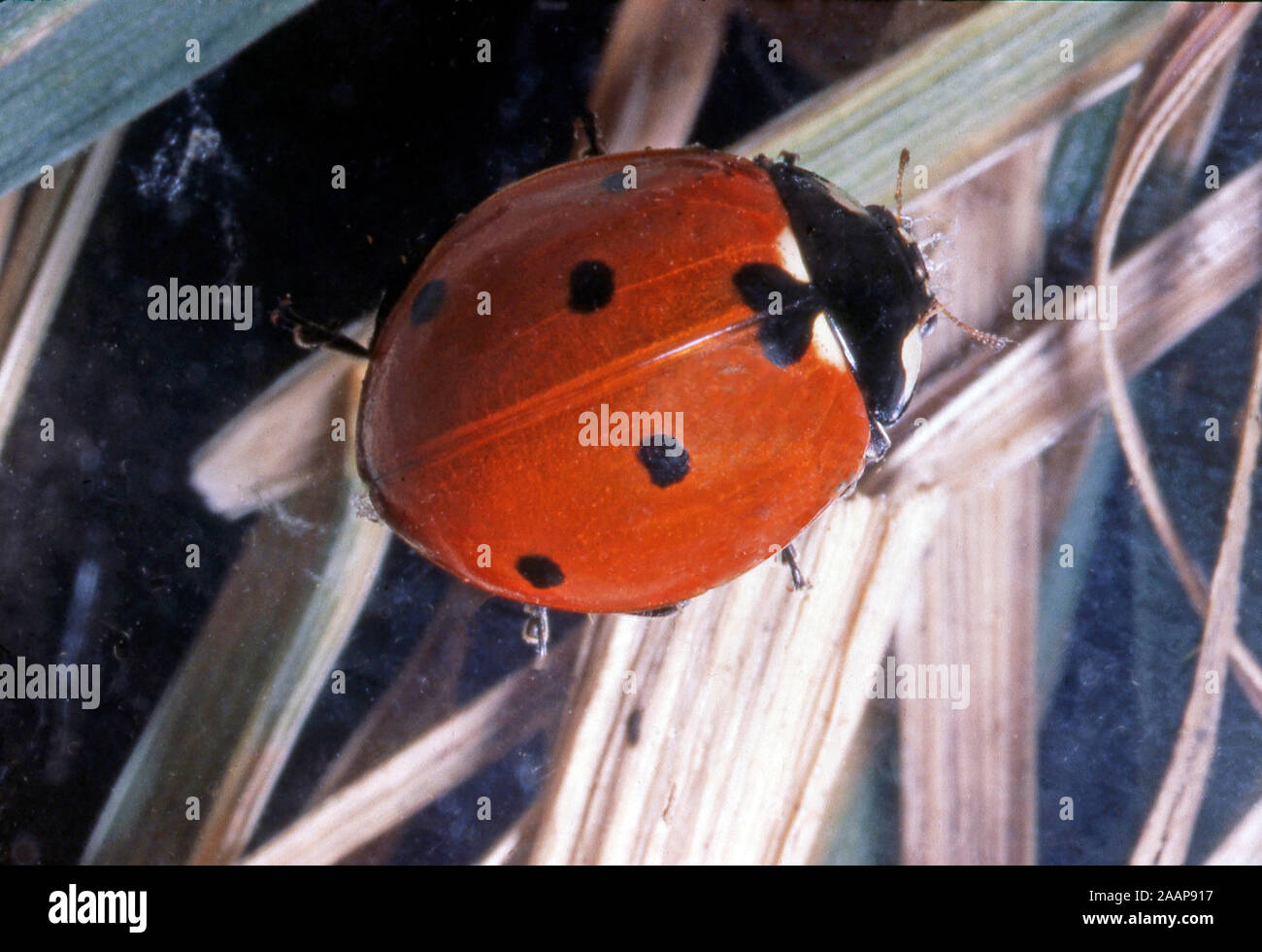 BEETLES; 7 SPOT LADYBIRD; COCCINELLA 7 PUNCTATA Stock Photo - Alamy