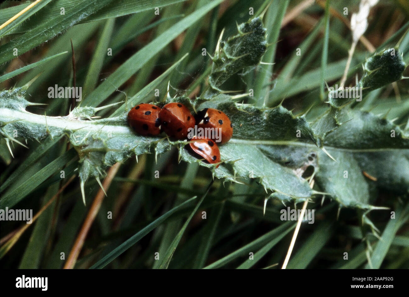 BEETLE; 7 SPOT LADYBIRD; COCCINELLA 7 PUNCTATA; PREPARING TO HIBERNATE ...