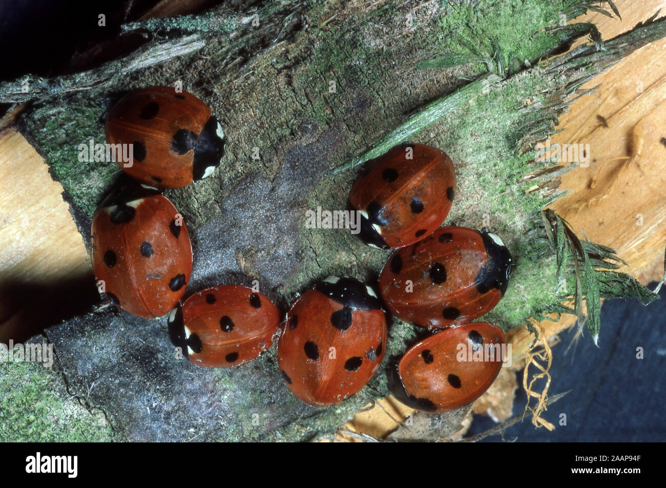 Ladybird hibernation hi-res stock photography and images - Alamy
