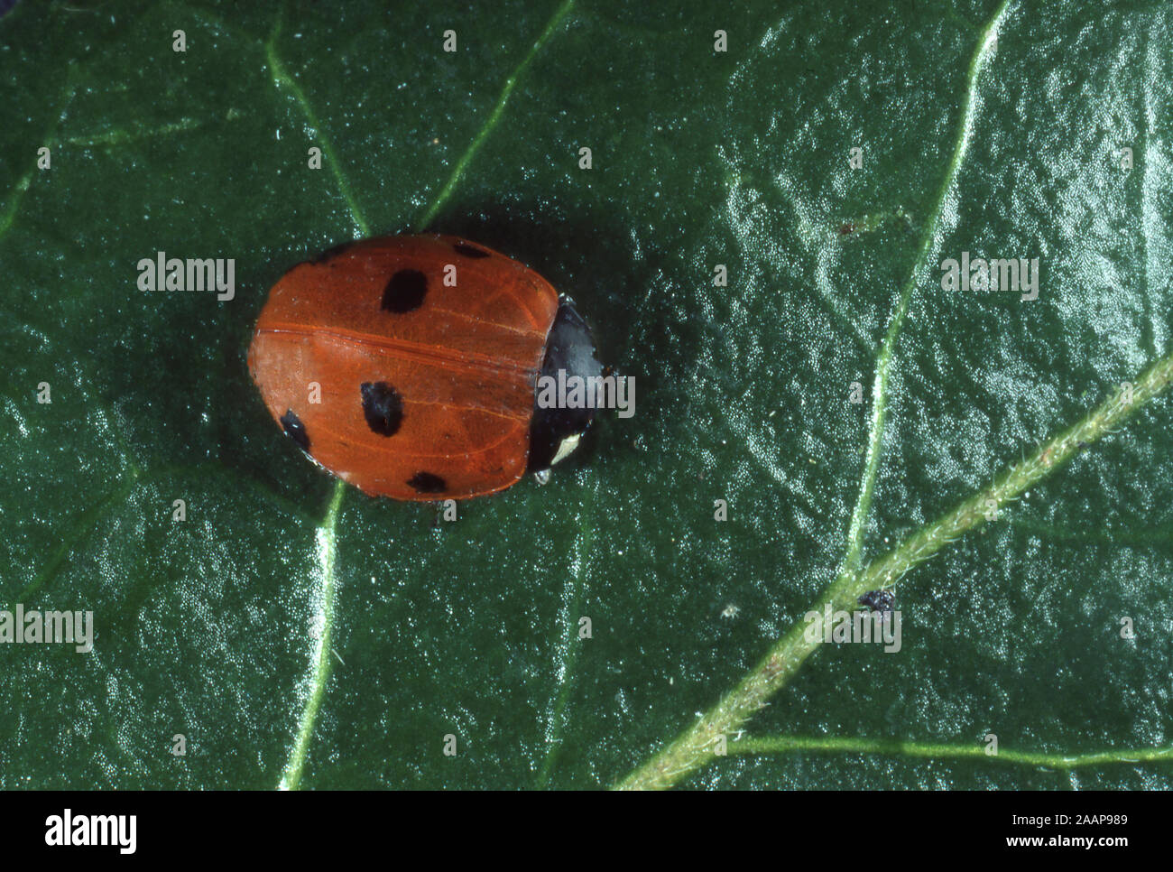 BEETLE; 7 SPOT LADYBIRD; COCCINELLA 7 PUNCTATA Stock Photo - Alamy