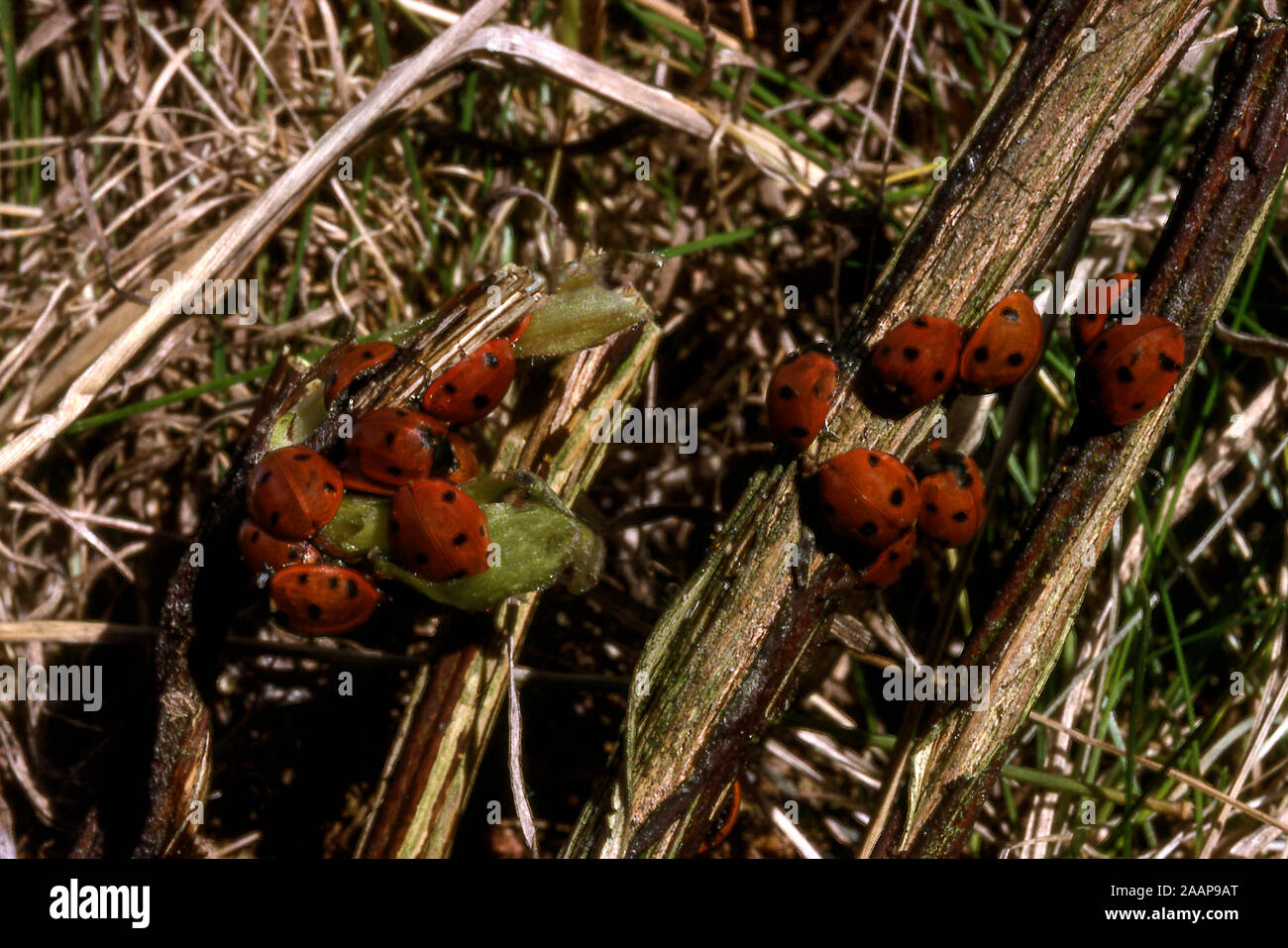 Ladybird hibernation hi-res stock photography and images - Alamy
