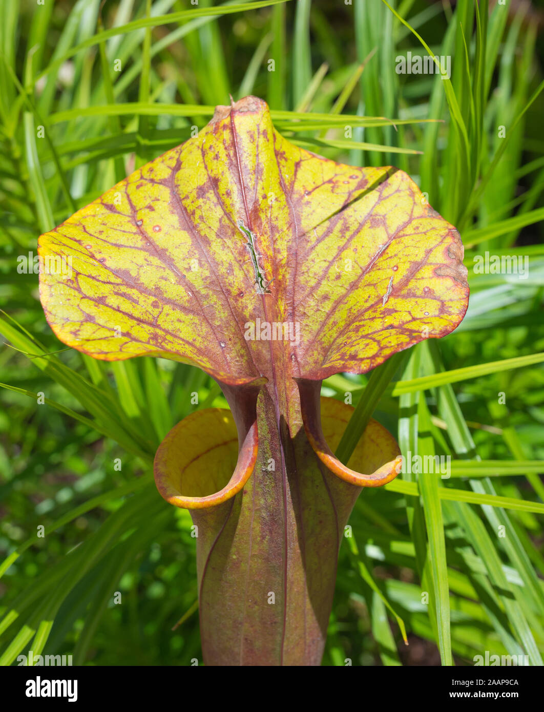 northern pitcher plant (Sarracenia purpurea), leaves Stock Photo - Alamy