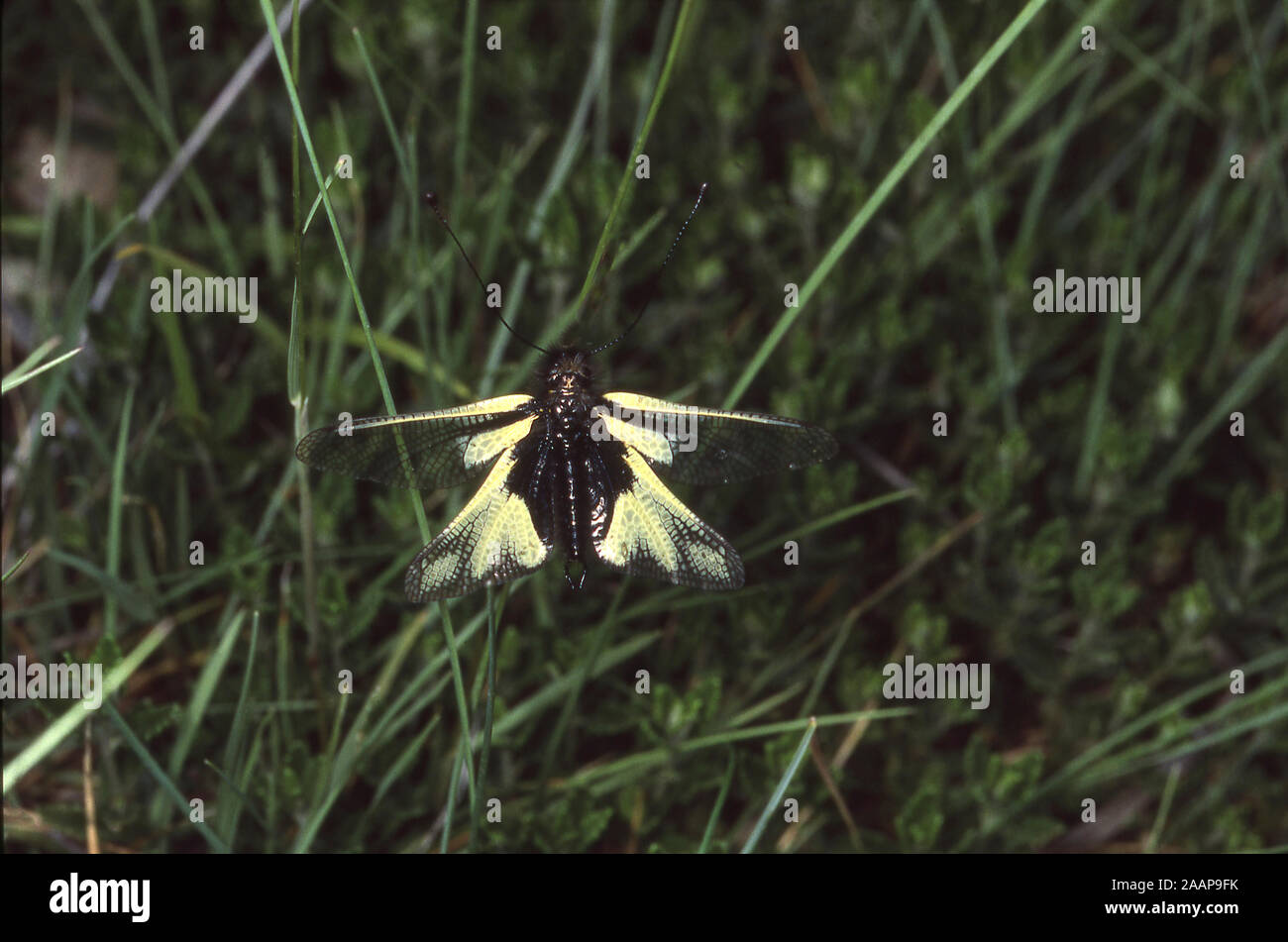 Spanish fly insect hi-res stock photography and images - Alamy