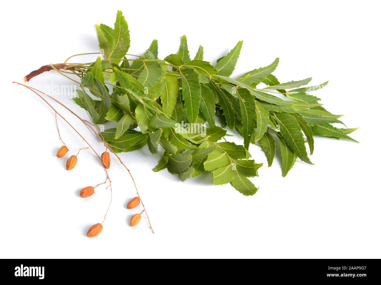Azadirachta indica, commonly known as neem, nimtree or Indian lilac ...