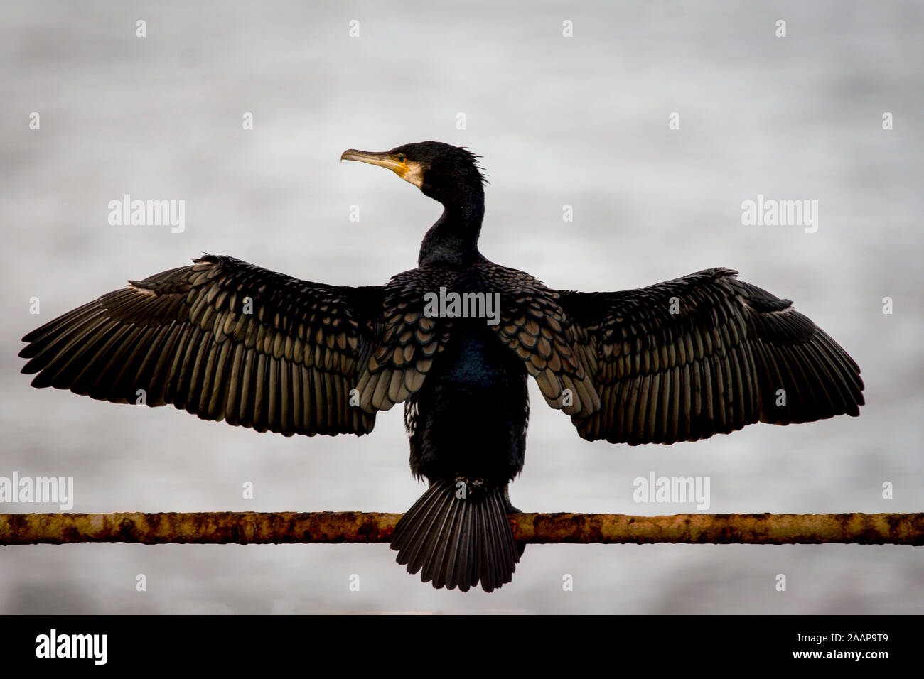 Cormorant drying its wings after dive Stock Photo - Alamy