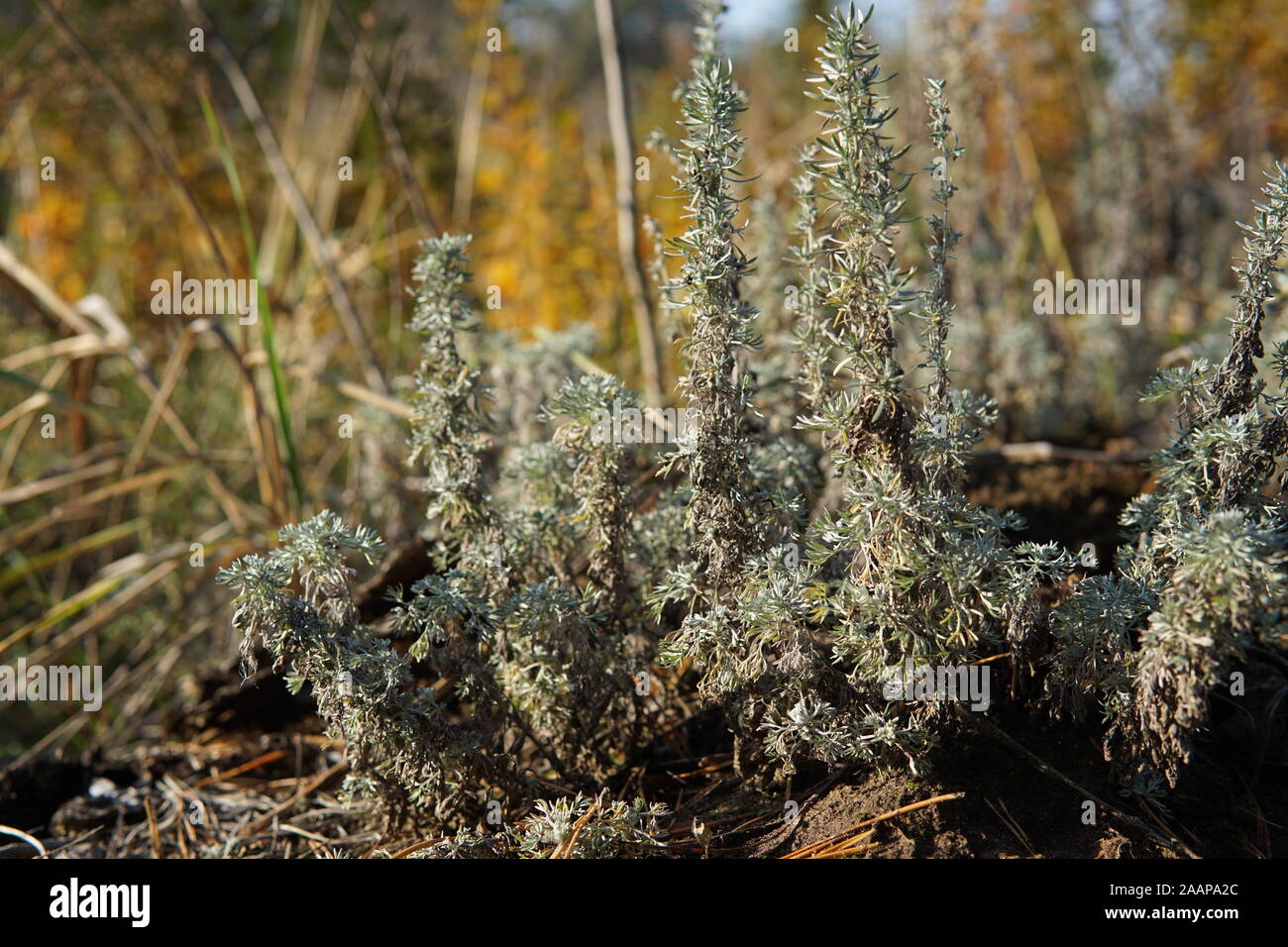 Pine tree saplings hi-res stock photography and images - Alamy