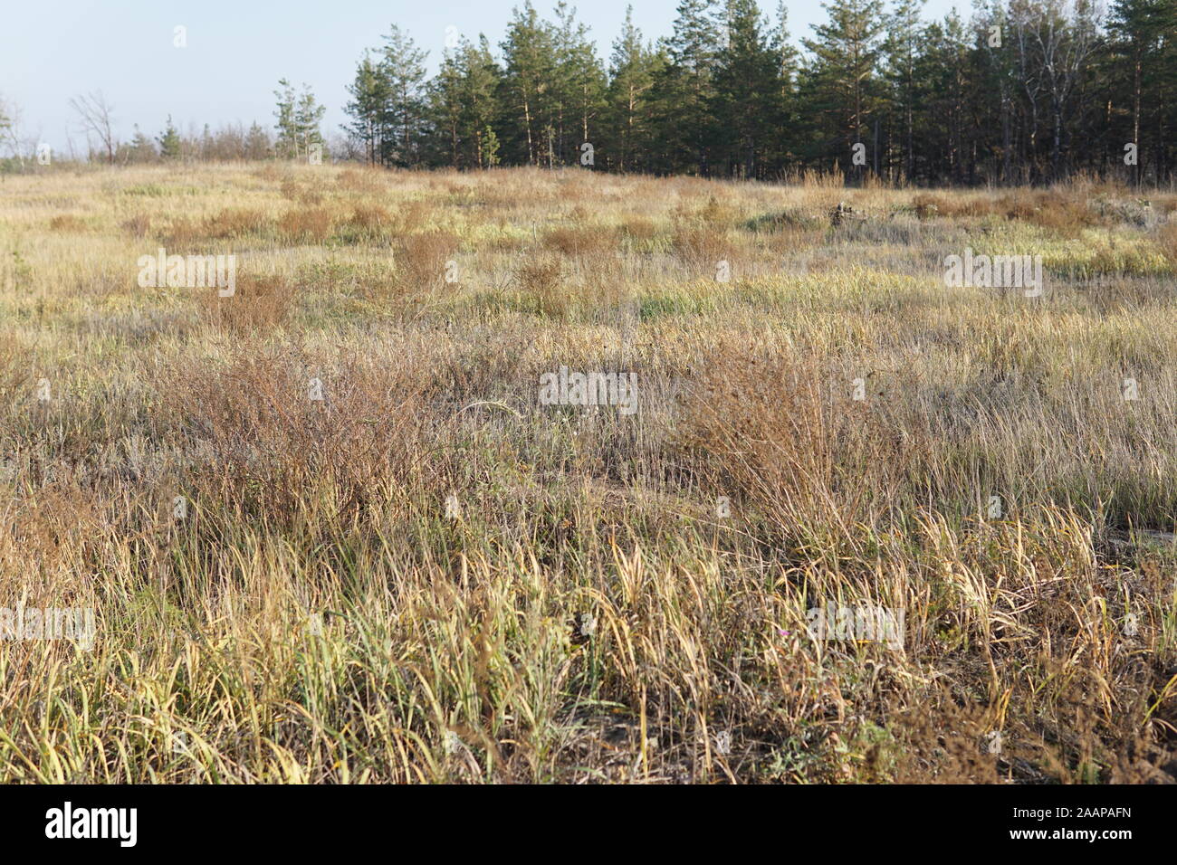 Autumn landscape, a large open area of grassland and a road on the back ...