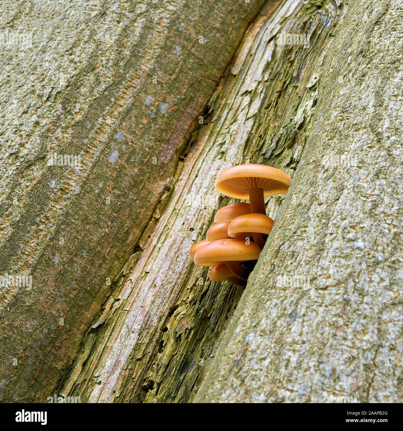 Collybia velutipes hi-res stock photography and images - Alamy