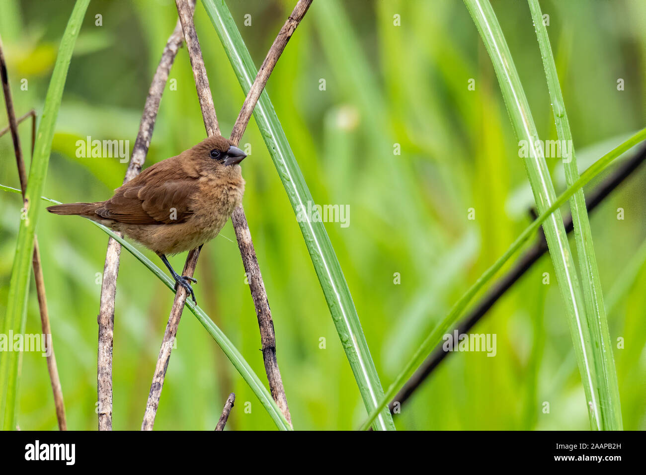 Juvenile Scaly-Breasted Munia perching on grass stalk looking into a ...