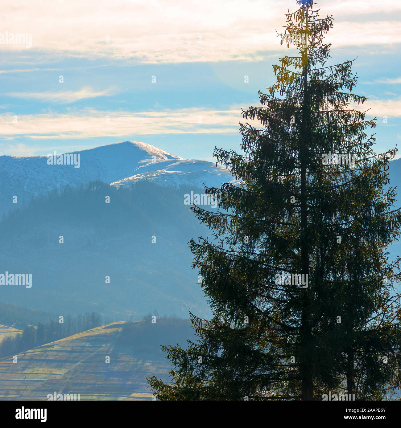 lovely november countryside background. spruce trees on foreground ...