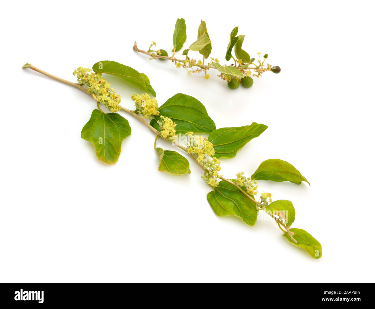 Ziziphus spina-christi, known as the Christ's thorn jujube. Twig with ...