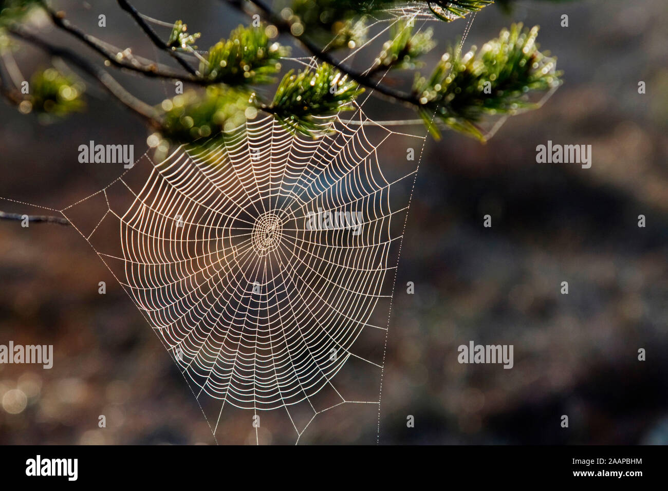 Spinnennetz | Spider Web Stock Photo - Alamy