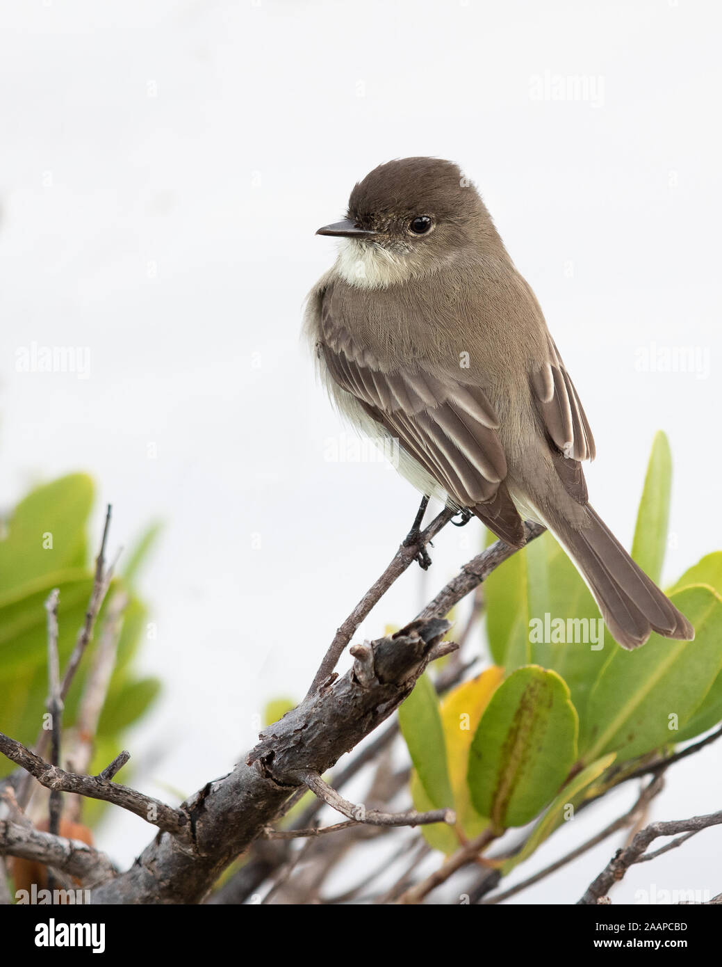 An eastern phoebe perched on a mangrove tree Stock Photo - Alamy