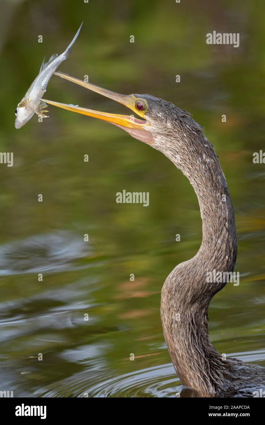 Spearing fish hi-res stock photography and images - Alamy