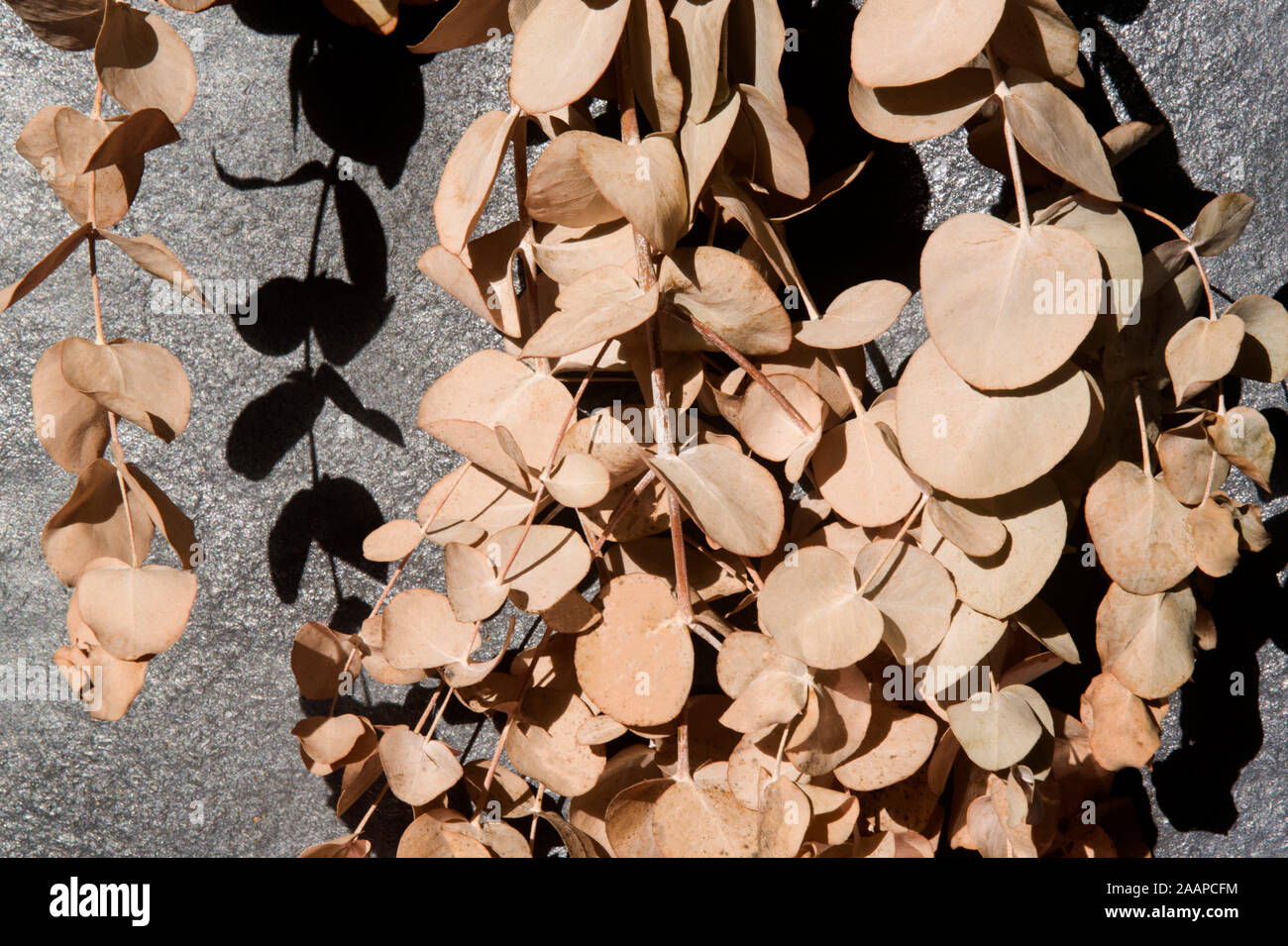 bouquet of dried eucalyptus leaves and their shadow Stock Photo - Alamy