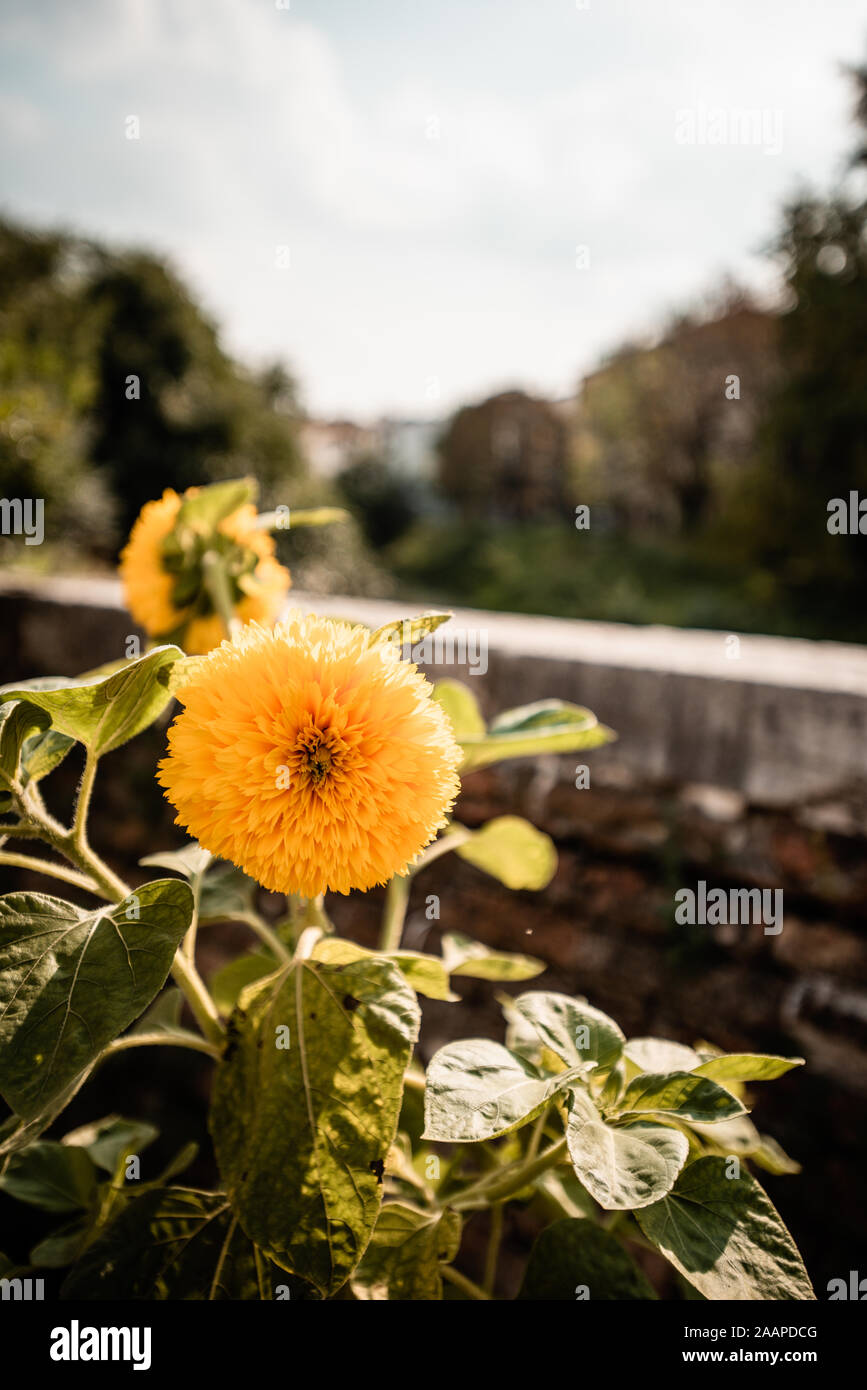 Flower dalia hi-res stock photography and images - Alamy