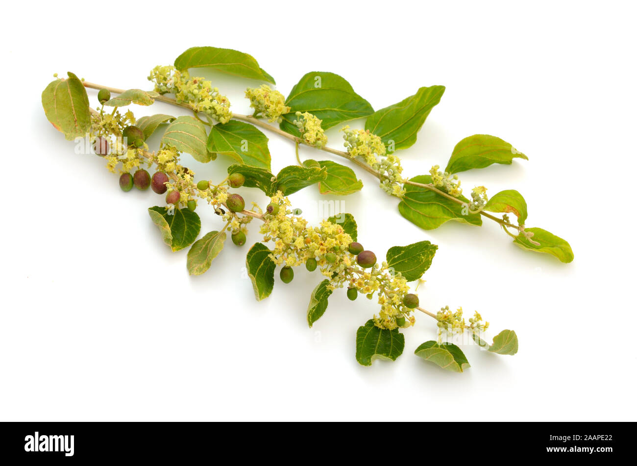 Ziziphus spina-christi, known as the Christ's thorn jujube. Twig with ...