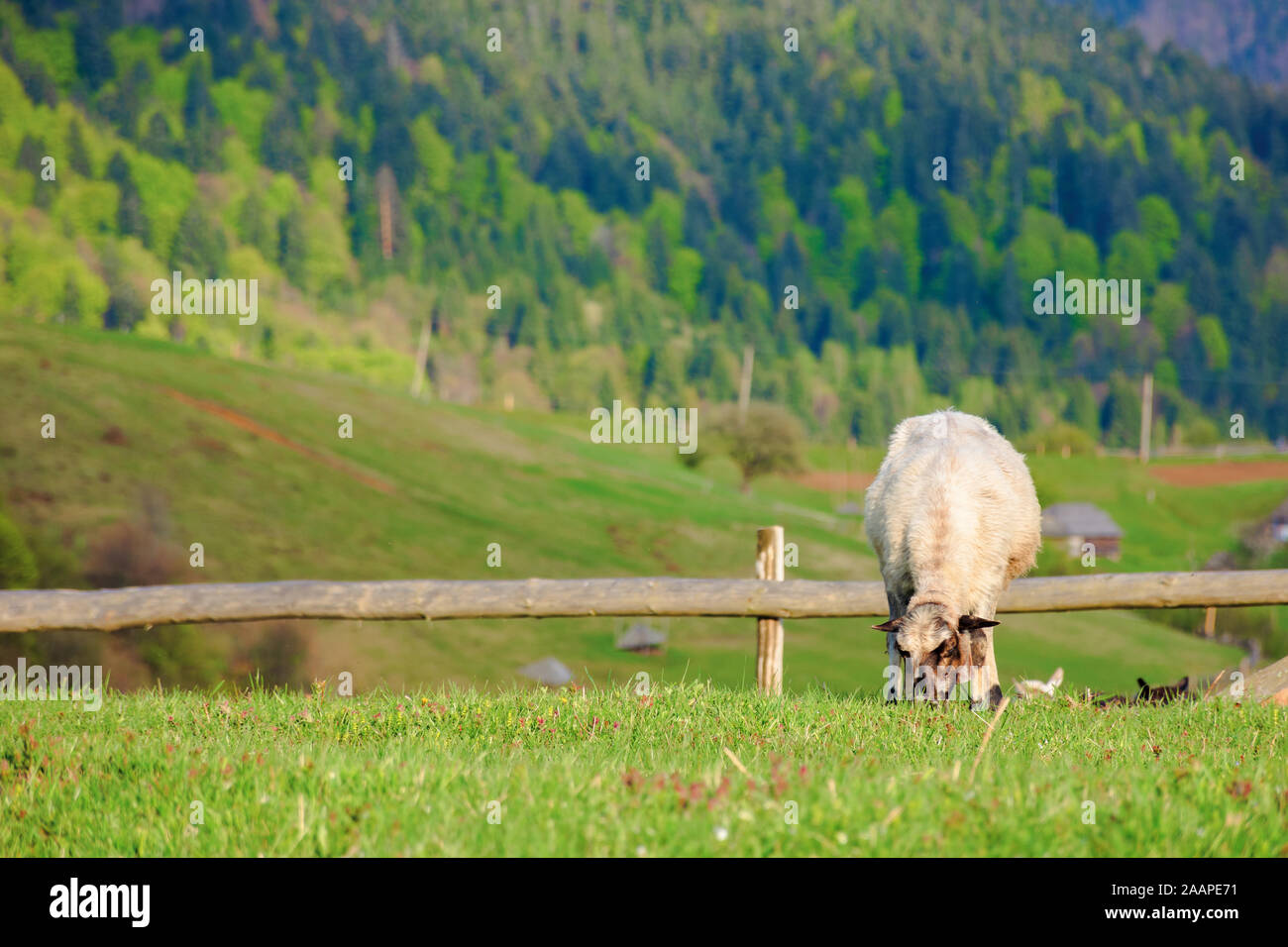 Grazing goat hi-res stock photography and images - Alamy