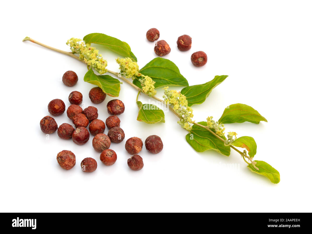 Ziziphus spina-christi, known as the Christ's thorn jujube. Twig with ...