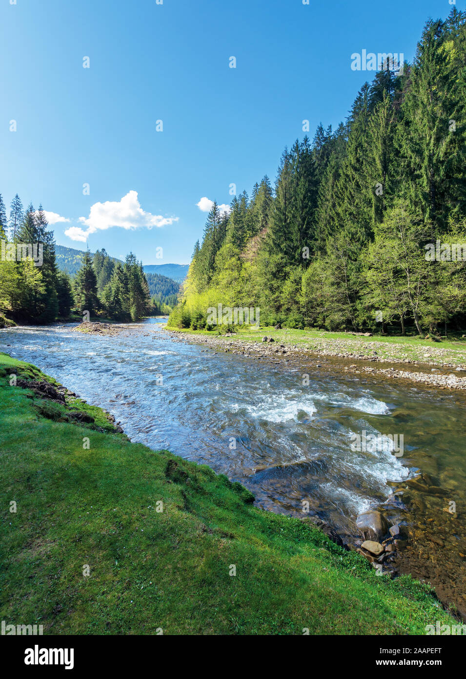 rapid mountain river in spruce forest. wonderful sunny morning in ...