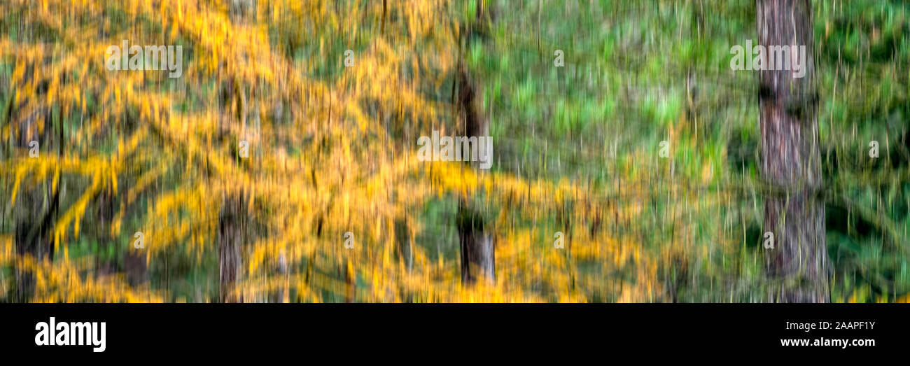 Orange and Green forest Stock Photo - Alamy