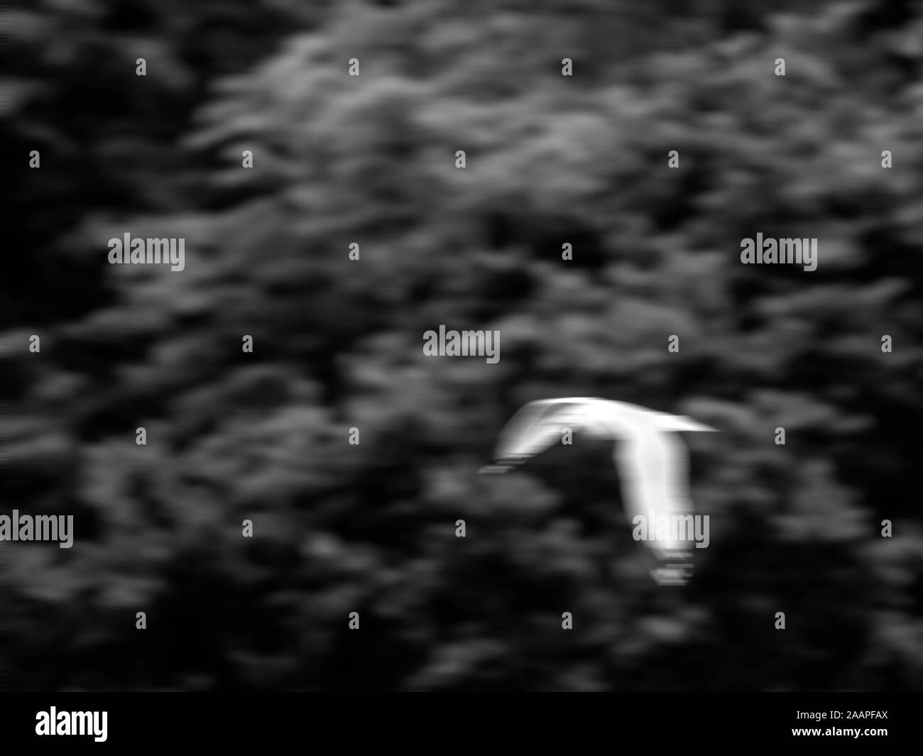 Abstract of white bird flying Stock Photo - Alamy