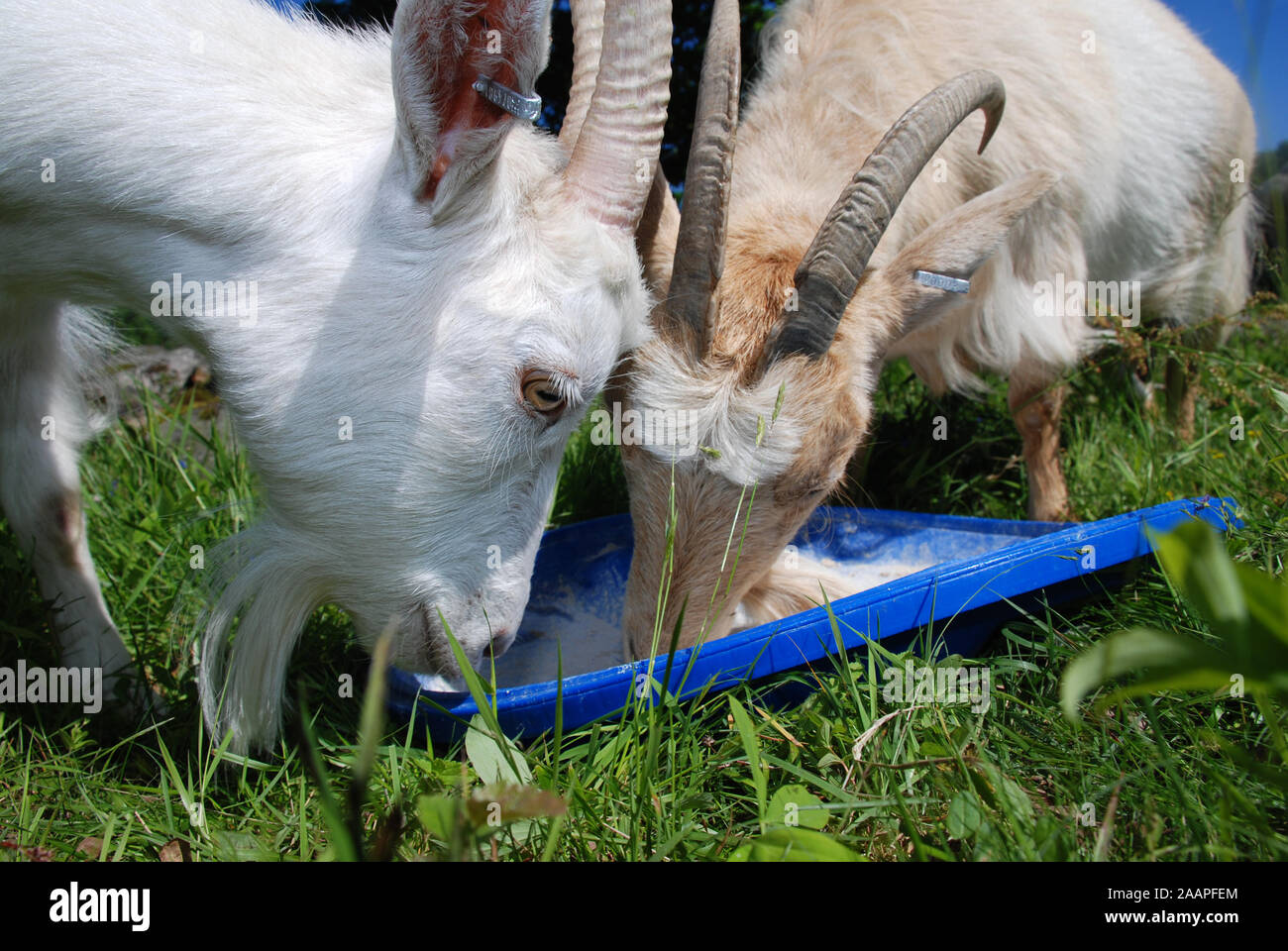 Goats have a playful fight Stock Photo - Alamy