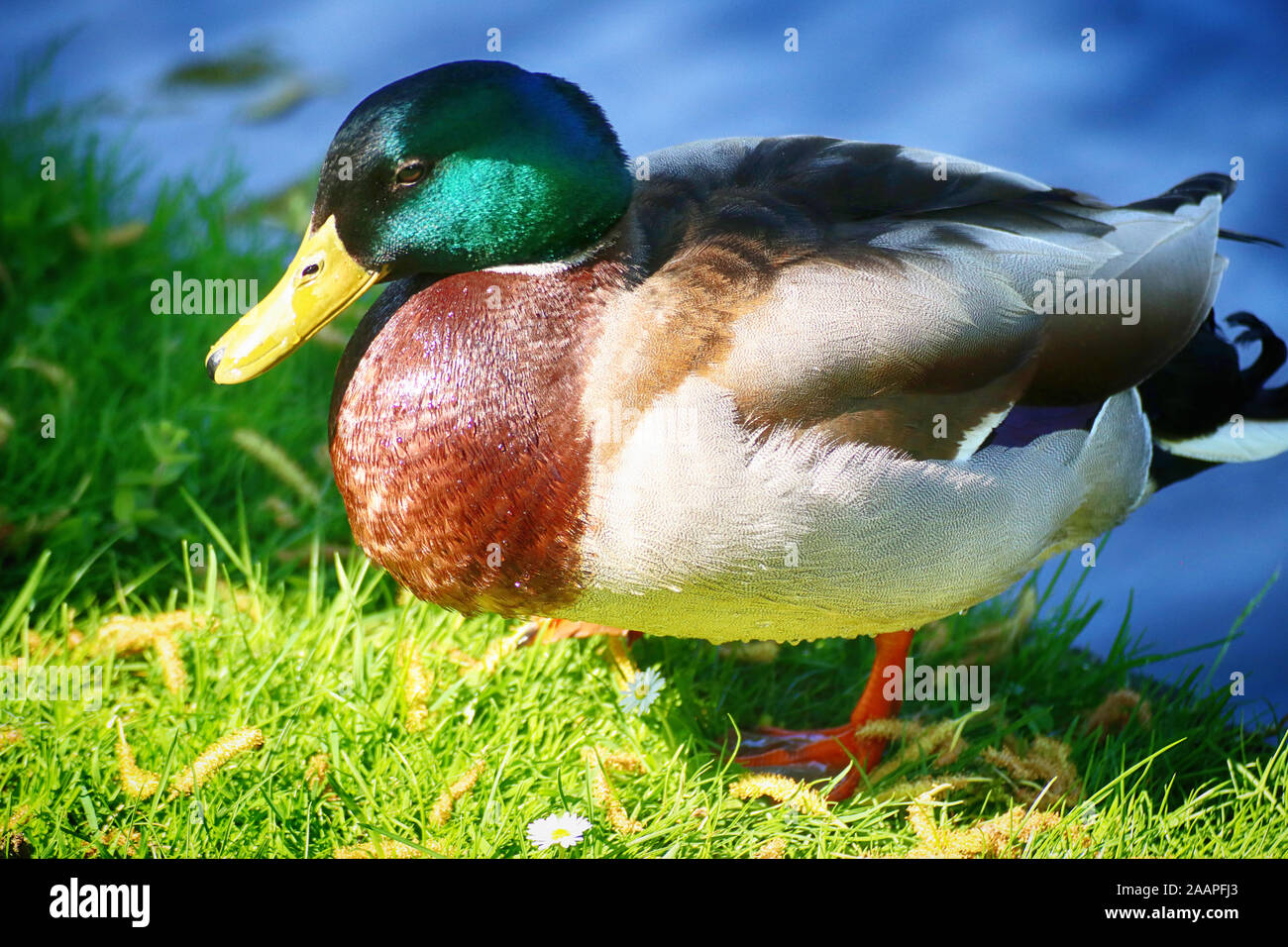 Portrait of cute mallard duck male in the wild Stock Photo - Alamy Portrait of cute mallard duck male in the wild Stock Photo - Alamy