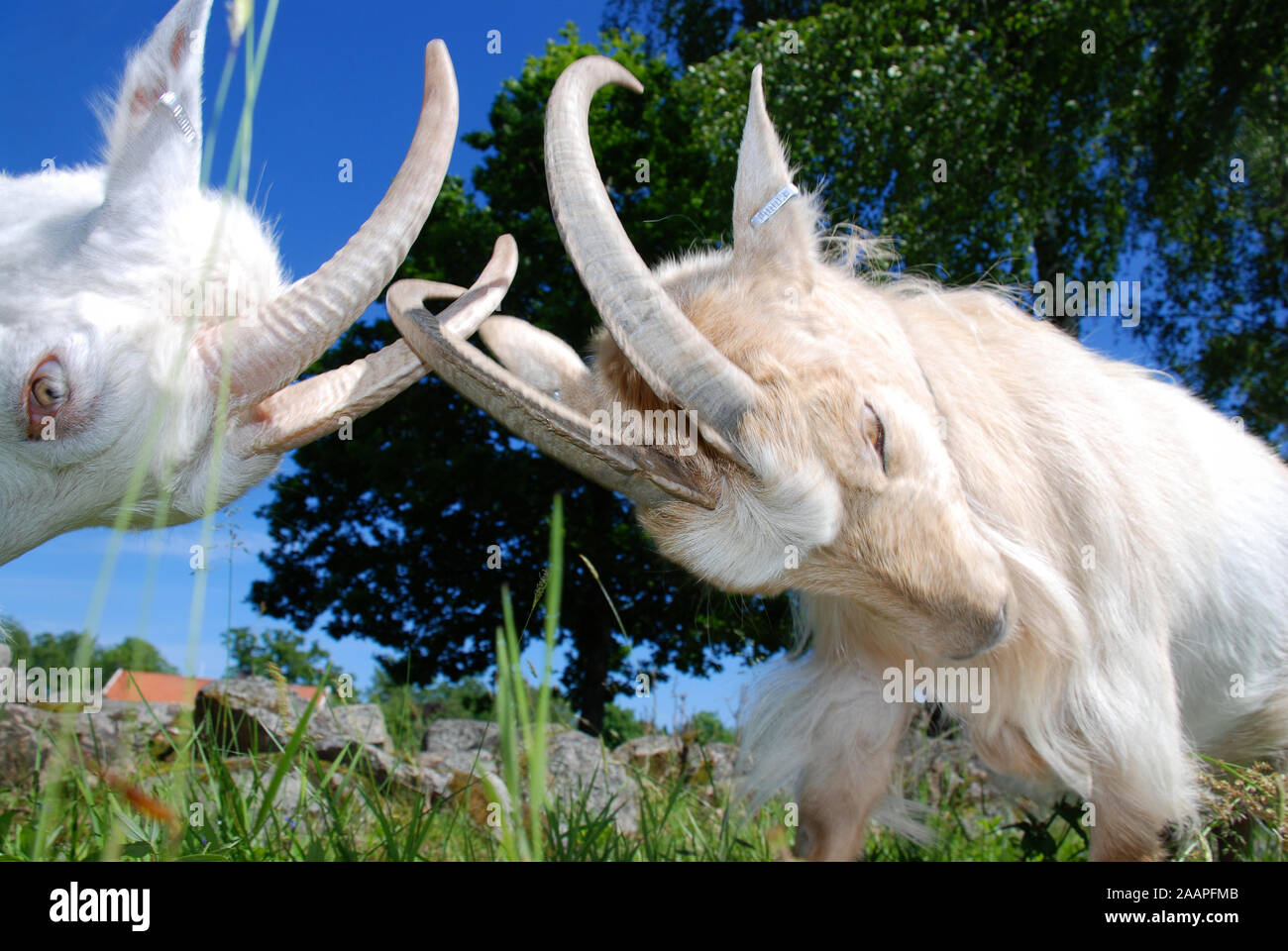 Goats have a playful fight Stock Photo - Alamy