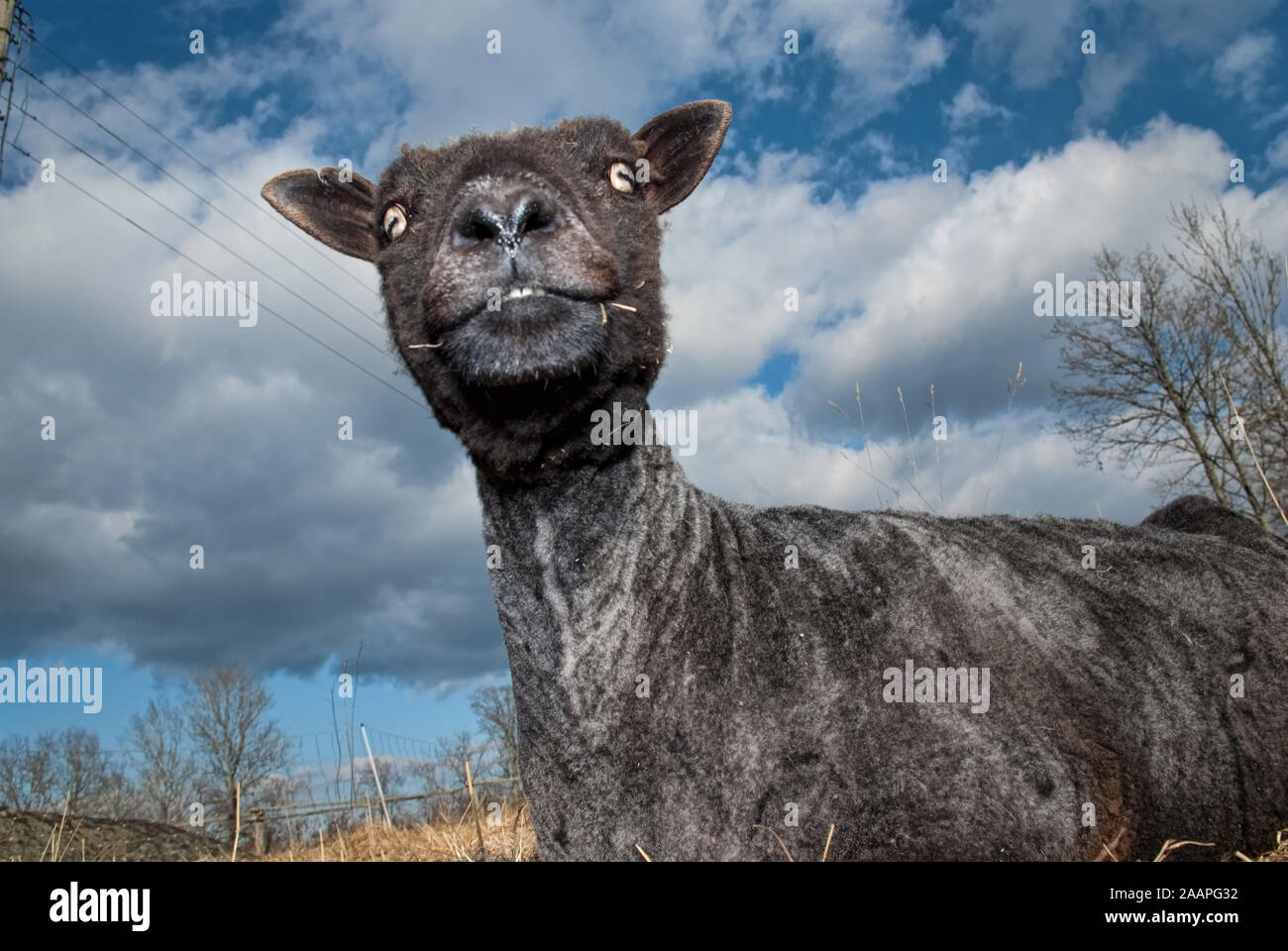 New sheared sheep in the nature Stock Photo - Alamy