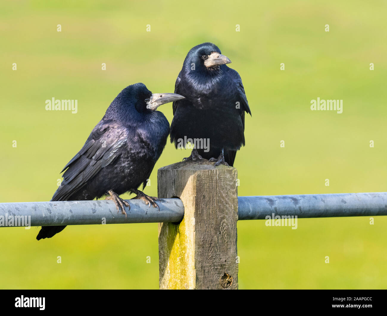Pair of rooks hi-res stock photography and images - Alamy