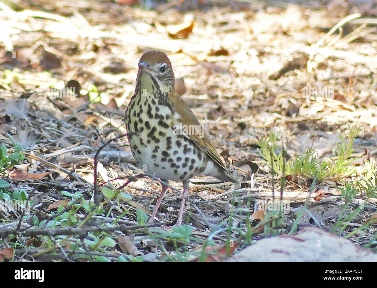 Song thrush song hi-res stock photography and images - Alamy
