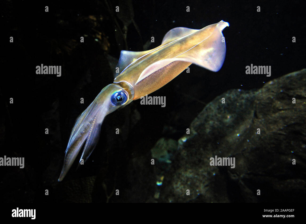 Fische australis hi-res stock photography and images - Alamy