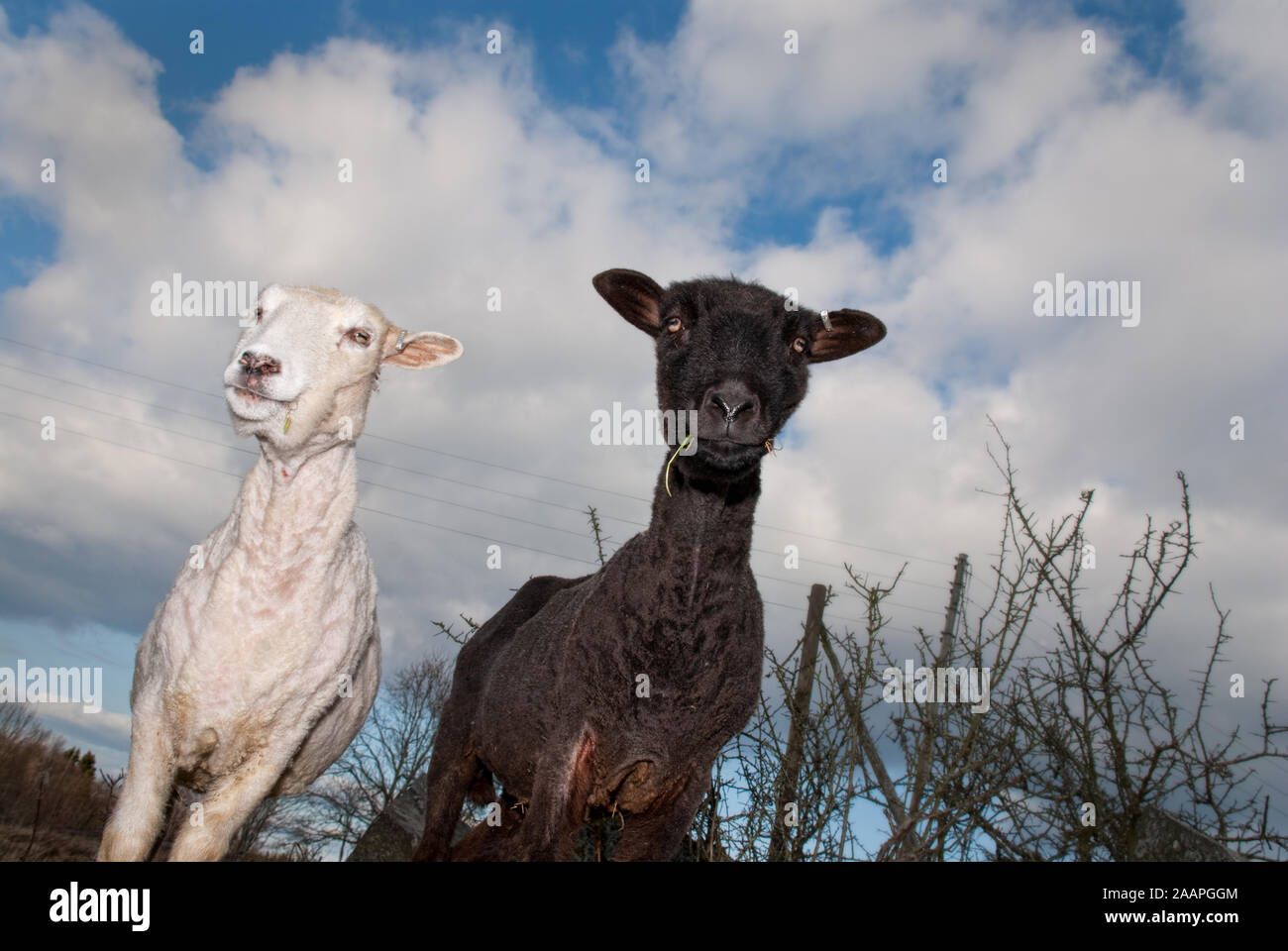 New sheared sheep in the nature Stock Photo - Alamy