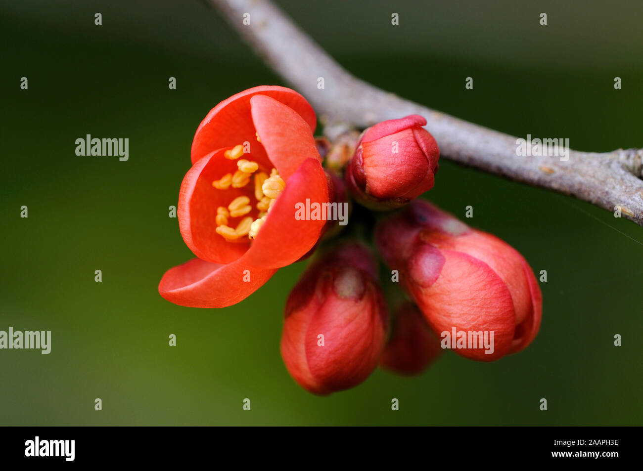 Japanische quitte chaenomeles hi-res stock photography and images - Alamy