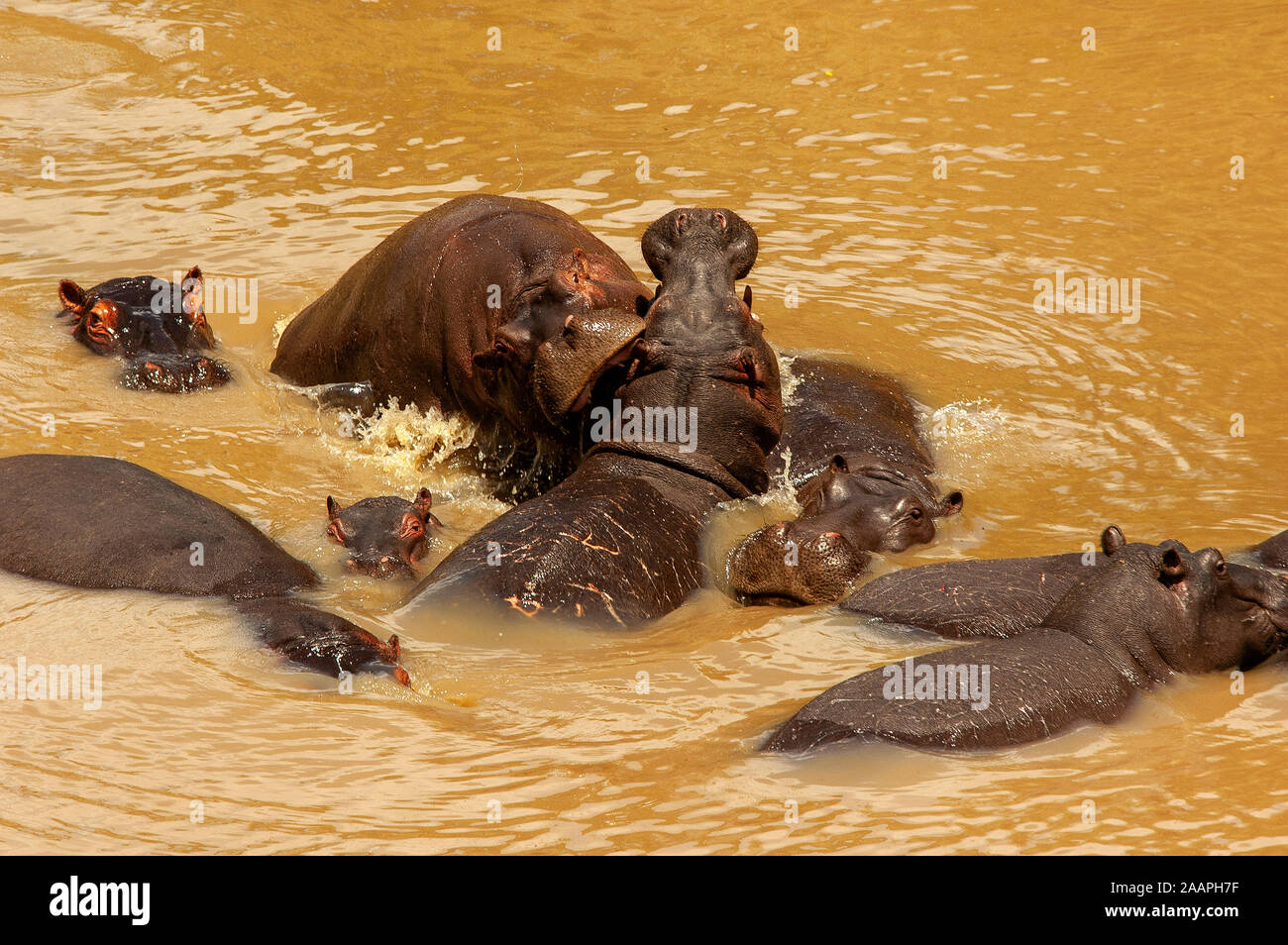 Hippos at Talek river, Masai Mara Game Reserve, Kenya Stock Photo - Alamy