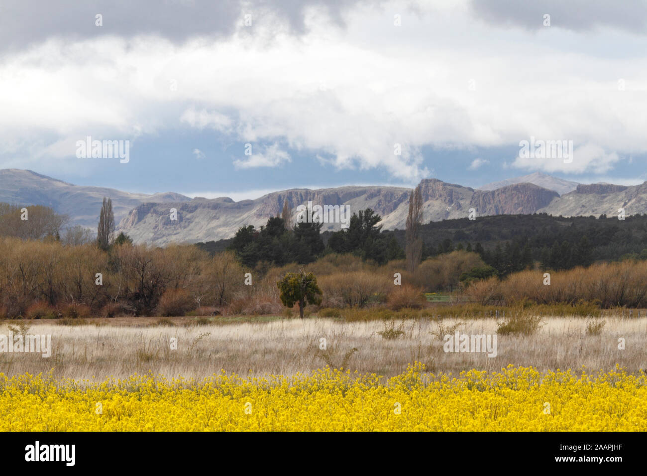 Rapeseed varieties hi-res stock photography and images - Alamy