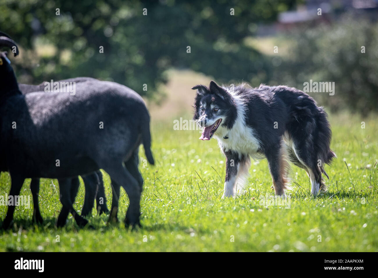 Border collie uk hi-res stock photography and images - Alamy