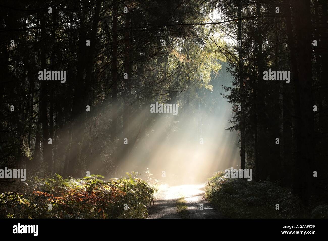Morning sun falls into the forest after rain Stock Photo - Alamy