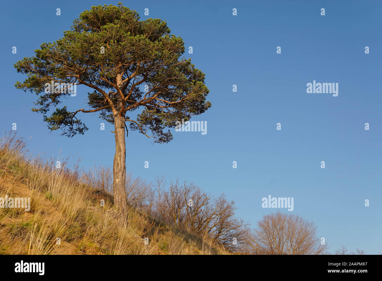 Lonely pine tree with curved roots on the top of the sand cliff at the ...