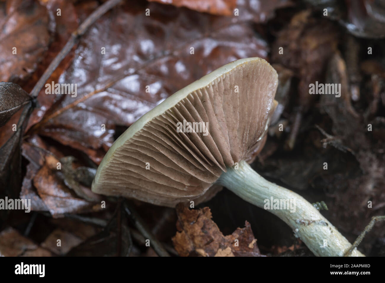 Aniseed funnel fungus hi-res stock photography and images - Alamy