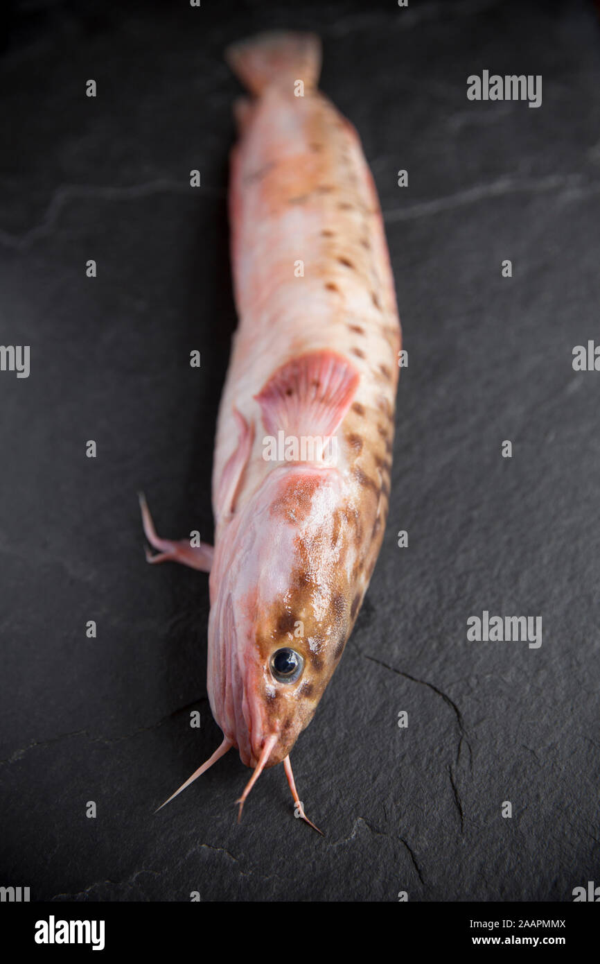 Rockling fish hi-res stock photography and images - Alamy