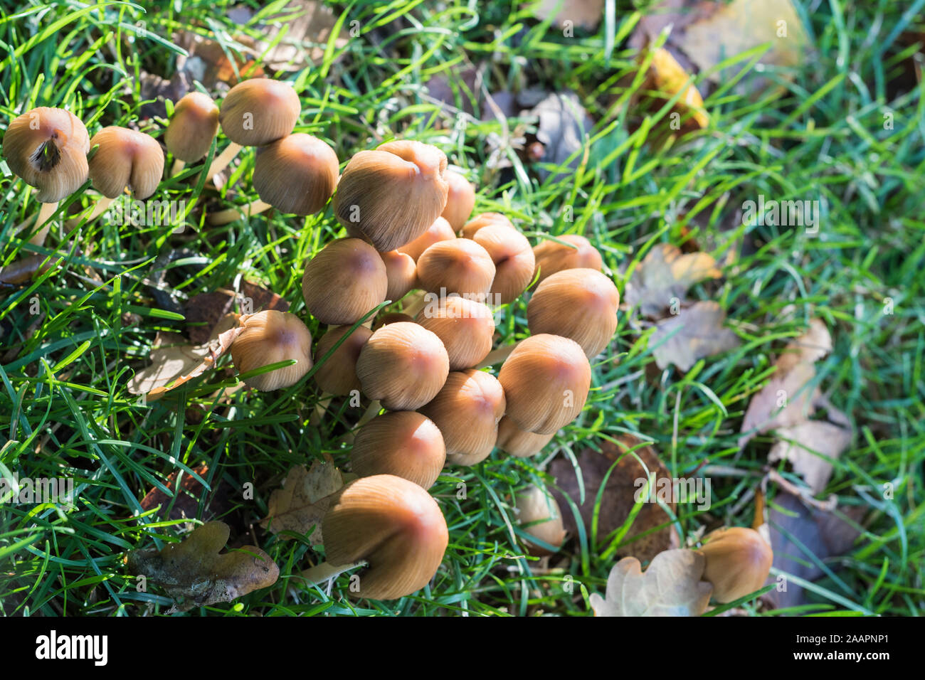 Fungus: Group of a Coprinus sp Stock Photo - Alamy
